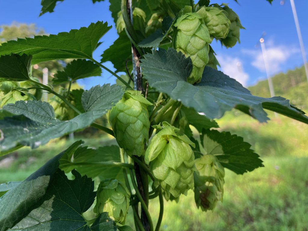 ホップの収穫 – 八千穂ブリューイングカンパニー